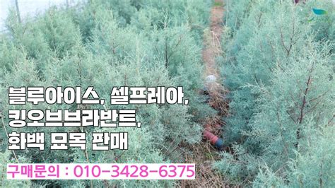 신바람 플랜트 협력농가 판매상품 나무장터com 블루아이스 셀프레아 킹오브브라반트 화백 등등 팝니다 Youtube