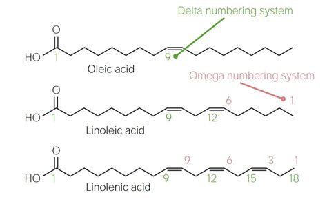 fatty acid nomenclature omega outlet welcome