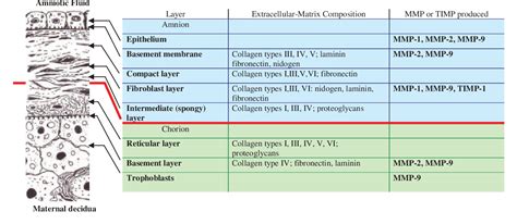 Figure 2 From Matrix Metalloproteinases And Their Tissue Inhibitors In
