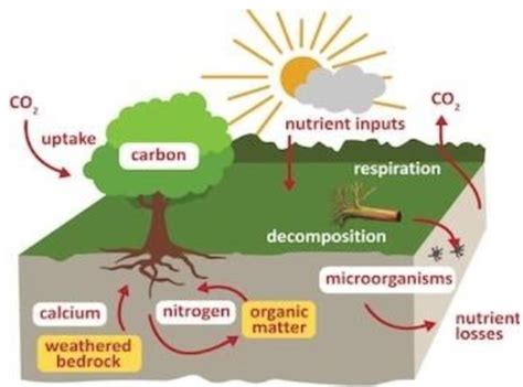 Cellular Respiration Examples Studiousguy