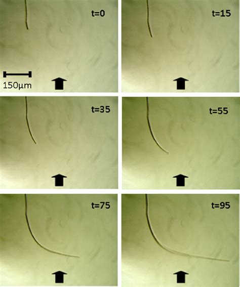 Bacillus Mycoides Semantic Scholar