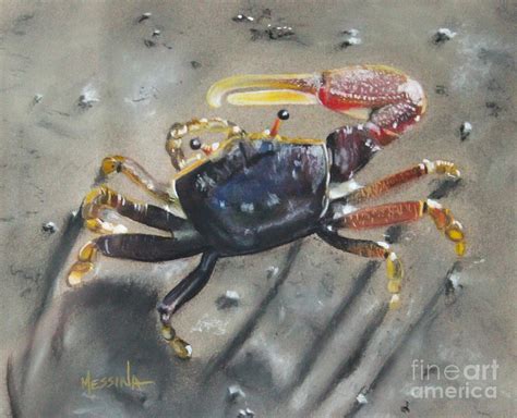 Fiddler Crab Drawing By Randall Messina Pixels