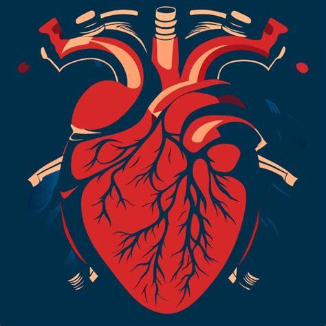 Premium Vector Anatomical Heart Vector Illustration