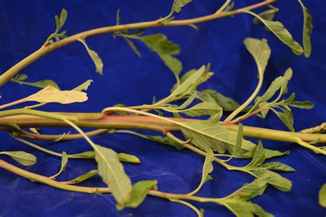 University Of Illinois Plant Clinic Waterhemp Herbicide Resistance