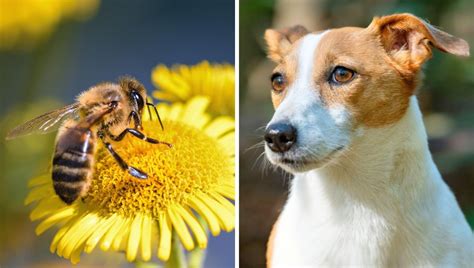 Qué tengo que hacer si una abeja pica a mi perro Petlife