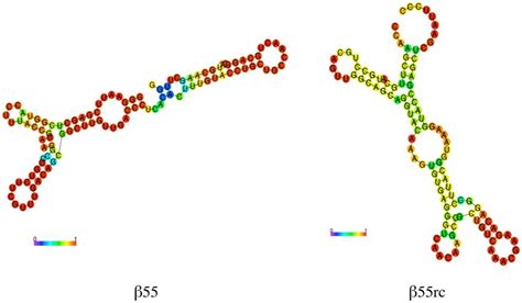 Predicted Secondary Structure Of Rna Aptamers Predicted Secondary