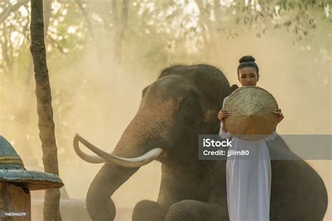 아름 다운 아시아 여자와 코끼리입니다 베트남 전통 의상을 입은 아시아 여성이 밀짚모자를 들고 코끼리 앞에 서 있다 20 24세에 대한 스톡 사진 및 기타 이미지 Istock