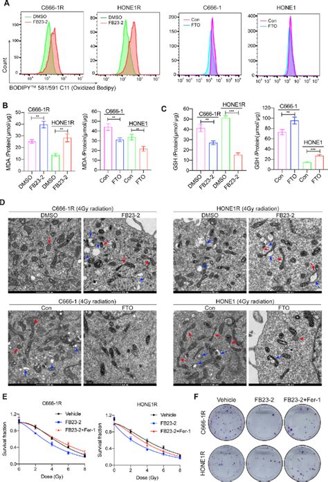 Fto Promotes Radiotherapy Resistance By Antagonizing Radiation Induced
