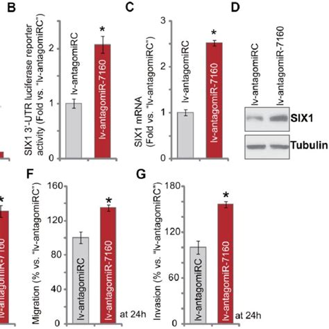 Mir 7160 Inhibition Promotes Nsclc Cell Progression The Pcan 1 Primary