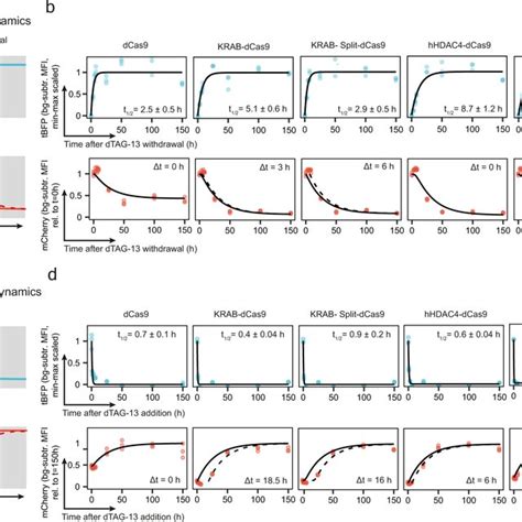 Repression And Derepression Dynamics Of Degron Cas Repressor Systems A