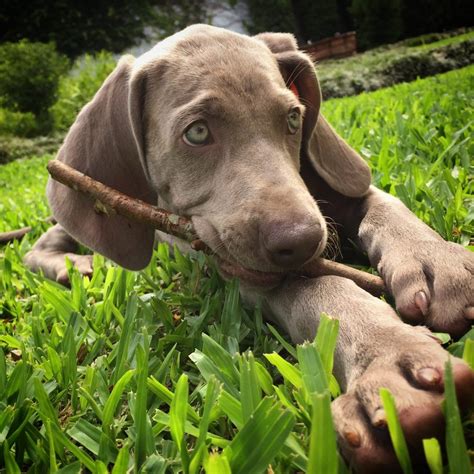 Pet Model Brasil › Athos