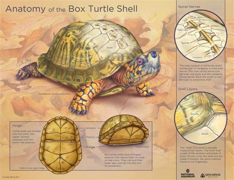 Tortoise Shell Anatomy