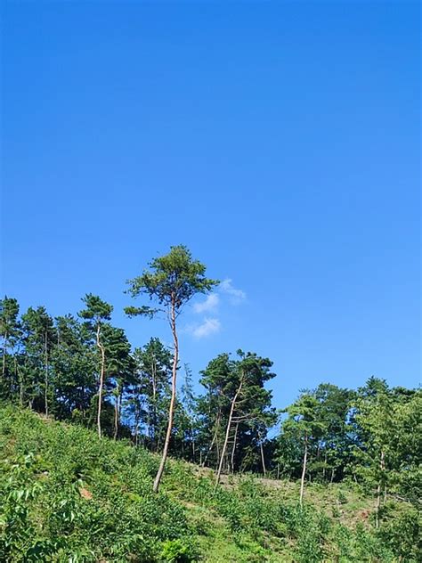 Pinus Hutan Awan Foto Gratis Di Pixabay Pixabay
