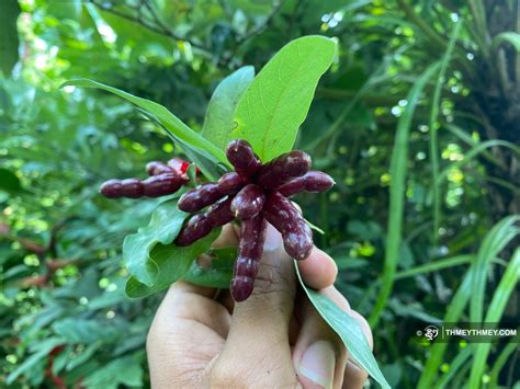 តើលោកអ្នកនាងស្គាល់ផ្លែ «ជើងចាប ឬទេ