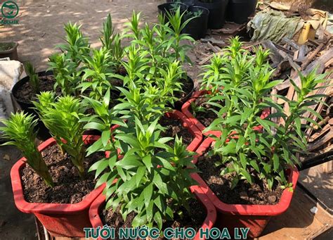 Cách Trồng Hoa Lily đúng Kỹ Thuật Hoa Nở đẹp đúng Dịp Tết