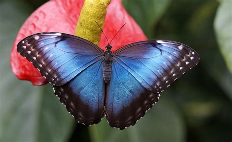 Morpho Bleu Un Papillon Extraordinaire