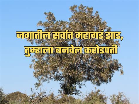 World Most Expensive Wood African Blackwood Tree Marathi Newsजगातील