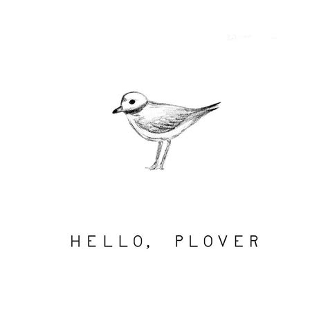 Hello Plover Piping Plover Illustration Drawing By Ken Murphy Pixels