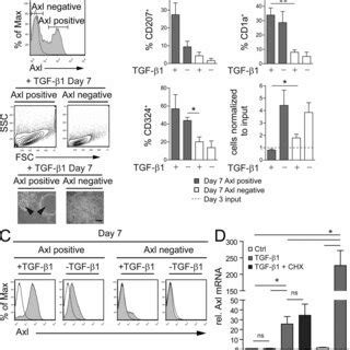 Axl is expressed early during LC differentiation downstream of TGF β1