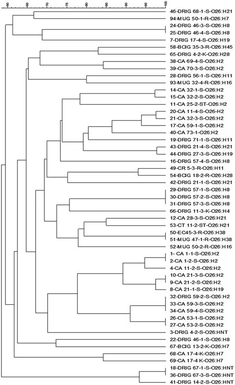 A Pfge Dendogram Of Serogroup O26 Stec Isolates Download Scientific