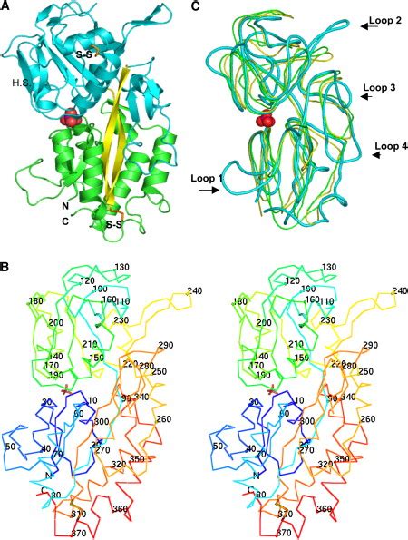 Serendipitous Discovery And X Ray Structure Of A Human Phosphate Binding Apolipoprotein Structure