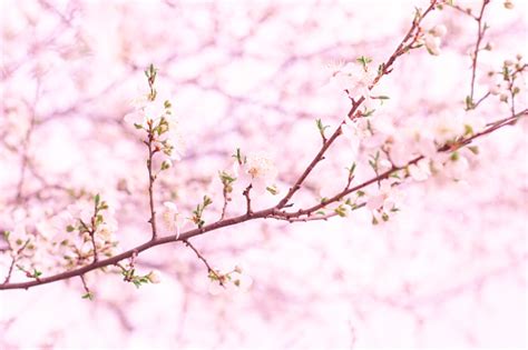 淡いピンクの背景に白い花が咲く繊細な木の枝春の開花果樹 まぶしいのストックフォトや画像を多数ご用意 まぶしい アプリコット カラー