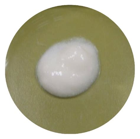 Photographs Of A Commercial Tio2 Powder B Tio2 Xerogel