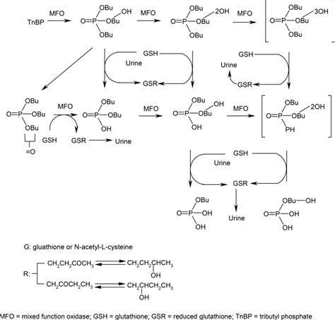Figure Proposed Metabolic Pathway Of Tnbp In Rats Toxicological Profile For Phosphate