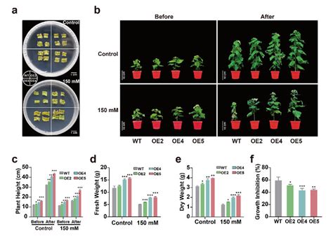 Overexpression Of Ptgstf1 Enhanced Salt Tolerance In Transgenic Plants