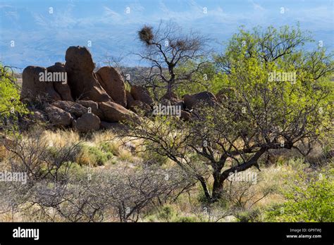 Arizona Desert Trees Stock Photos Arizona Desert Trees Stock Images Alamy