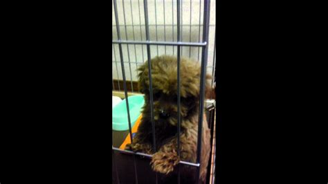 【犬の動画】犬の鳴き声 Youtube