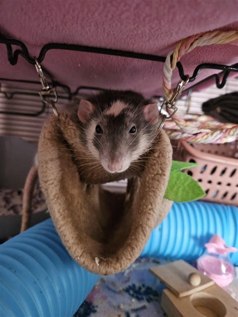 How Do I Put One Rat On A Diet Without Effecting The Others Rrats How Do I Put One Rat On A Diet Without Effecting The Others Rrats