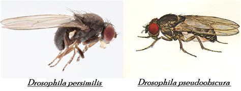 Sibling Species Everyething