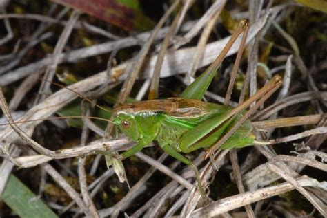 European Locusts And Their Ecology Metrioptera Bicolor