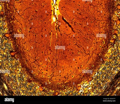Cerebellum Tissue Light Micrograph Of A Section Through The Cerebellum Of The Brain The