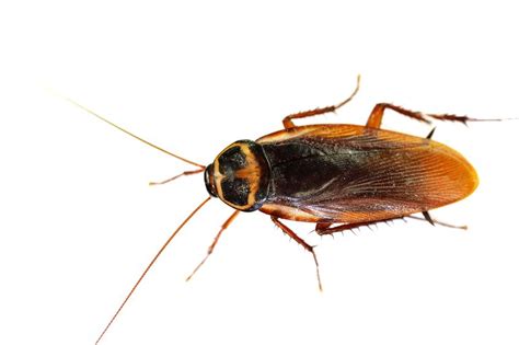Cockroach Faq For Nyc Residents