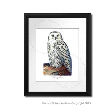 Snowy Owl Art Print 8x10 Owl Print 1 Antique Bird Etsy