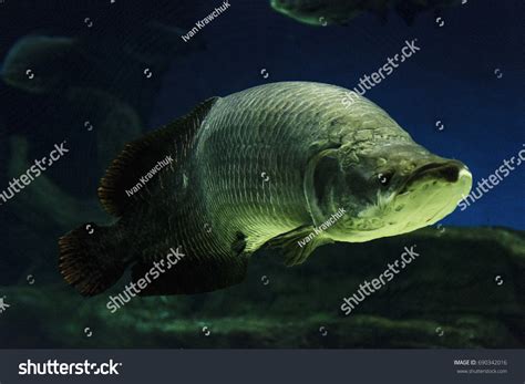 16 Imágenes De Leptosome Imágenes Fotos Y Vectores De Stock