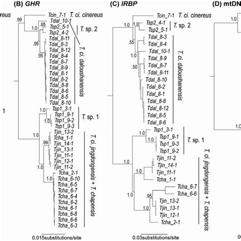 —bayesian phylogenetic trees derived from a the concatenated