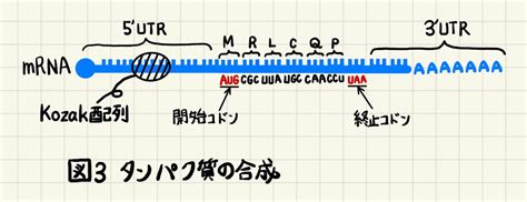 細胞はどのようにして開始コドンaugを見つけ出すのか？翻訳の開始と終了機構について詳しく解説！ じっくり医学講座