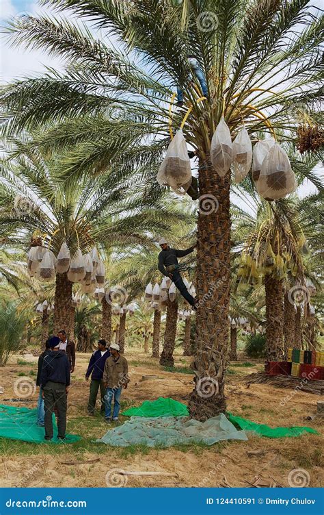Man Harvest Dates On Palm Tree Workers Gather Dates Growing On Palm