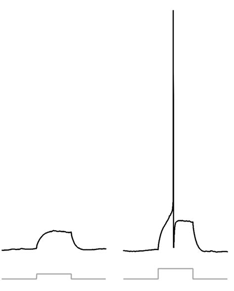 Action Potential Threshold Refractory Period Simple Book Publishing