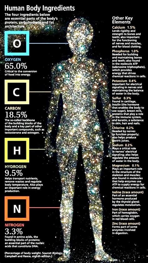 Human Body Elements Humanbody Bodyelements Bodycomposition Human