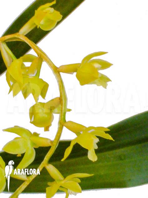 Araflora Exotic Flora And More Orchid Dendrochilum Abbreviatum