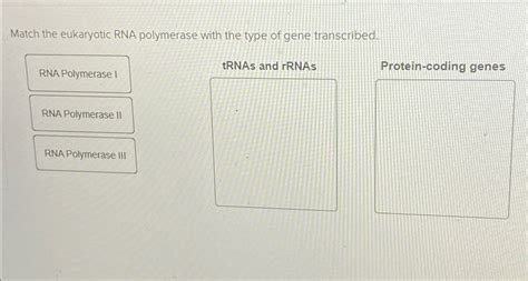 Solved Match The Eukaryotic Rna Polymerase With The Type Of