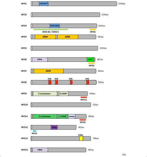 Integrator Surprisingly Diverse Functions In Gene Expression Trends In Biochemical Sciences