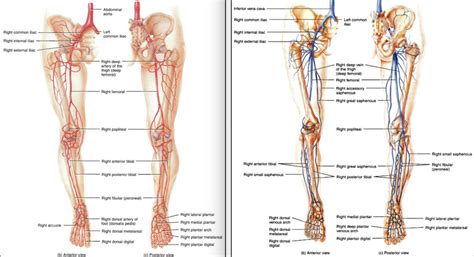 Diagram Of Lower Limb Arterial And Venous Supply Quizlet