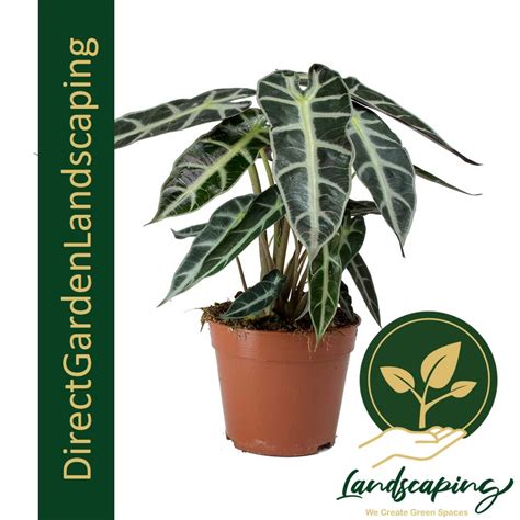 Alocasia Bambino Arrow Singapores 1 Gardening And Landscaping Company