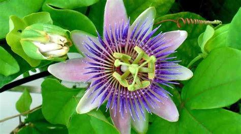 25 Pink Flowering Vines Identification Guide With Pictures