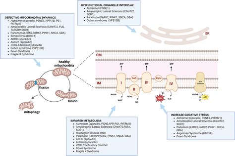 Mitochondrial Dysfunction In Dynamics Metabolism Oxidative And Stress